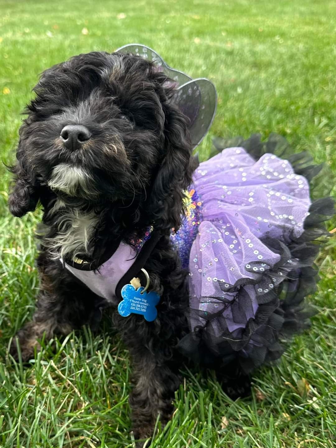 Vote for Boo!